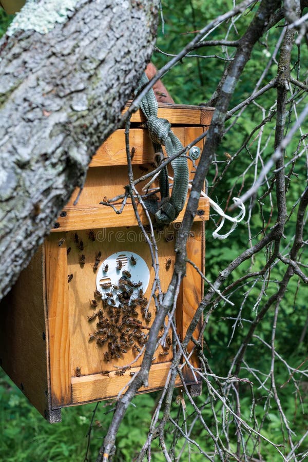 A Beekeeper Collects a Swarm of Wild Bees in a Box. Stock Photo - Image ...