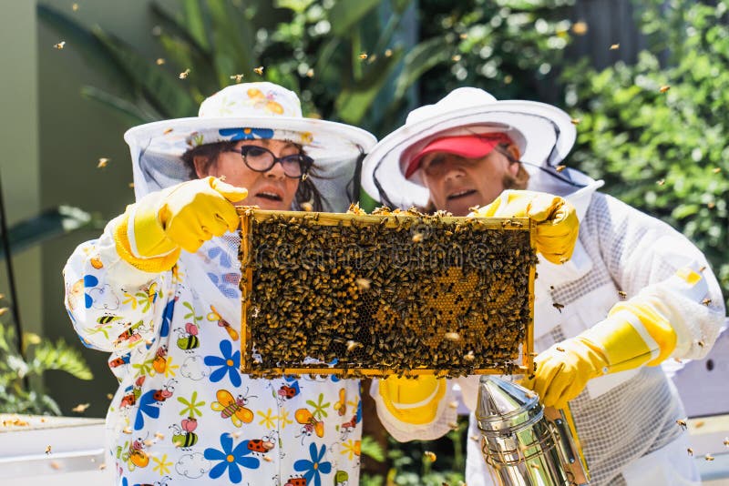 Beekeeper Controlling Beehive and Comb Frame Stock Photo - Image of ...