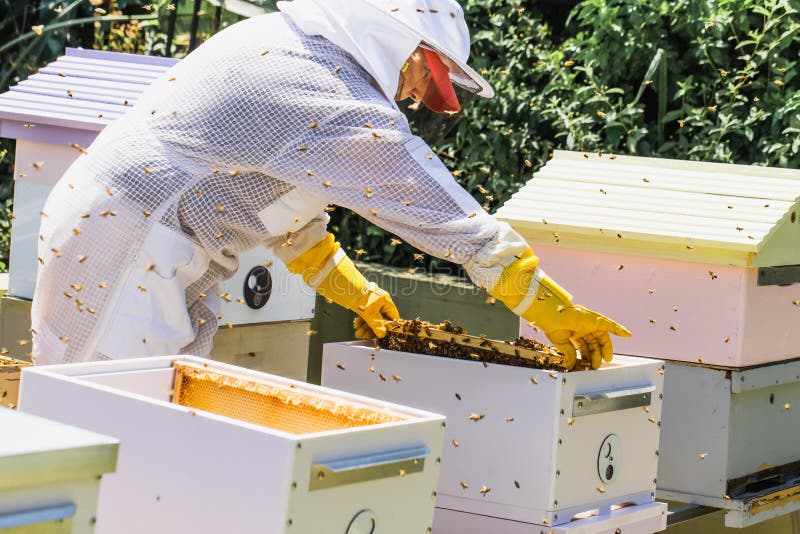 Beekeeper Controlling Beehive and Comb Frame Stock Image - Image of ...