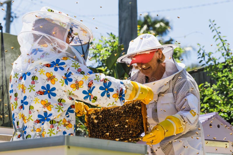 Beekeeper Controlling Beehive and Comb Frame Stock Image - Image of ...