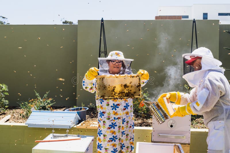 Beekeeper Controlling Beehive and Comb Frame Stock Photo - Image of ...