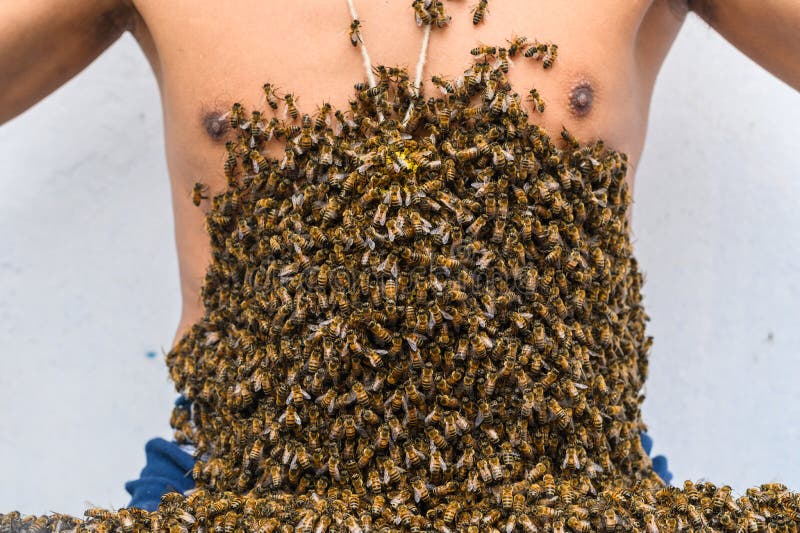 A Beekeeper Covered in Bees, Bee Treatment. Stock Image - Image of ...