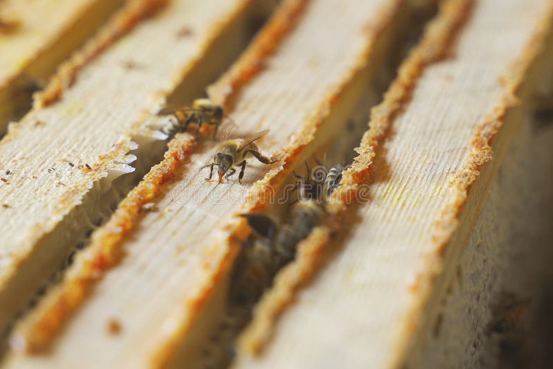 The Beekeeper Covers the Nesting Frames in the Beehive with a Cloth ...