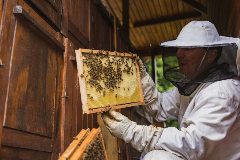 Beekeeper Doing a Hive Inspection, Checking Bees and Comb Stock Photo ...