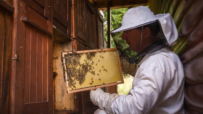 Beekeeper Doing a Hive Inspection, Checking Bees and Comb Stock Photo ...