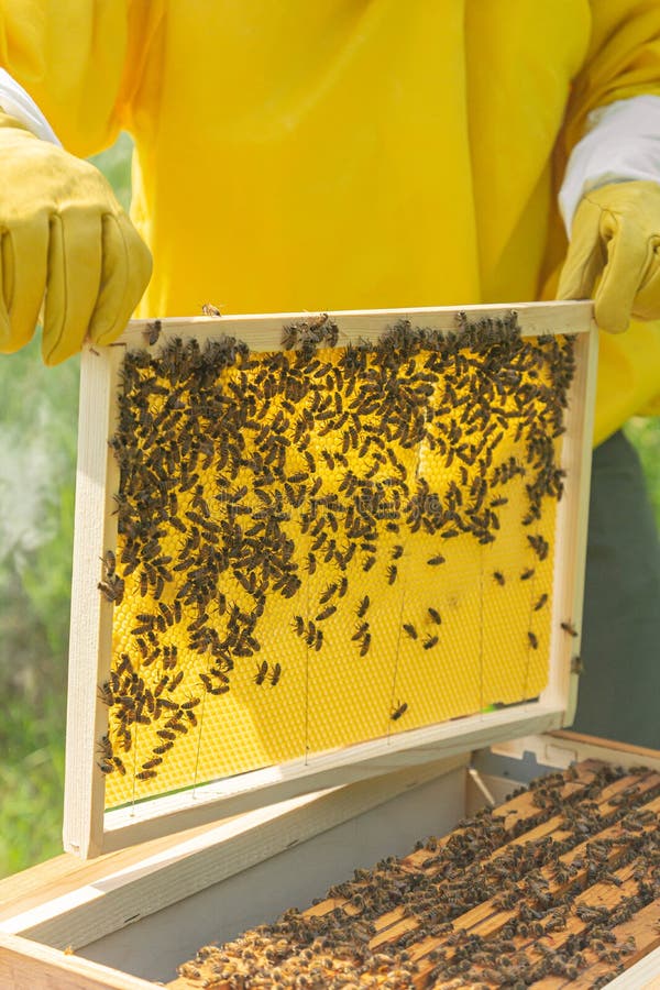 Apicultor Que Construye La Trampa De Madera Para Las Abejas Salvajes O ... Apicultor Que Construye La Trampa De Madera Para Las Abejas Salvajes O ...
