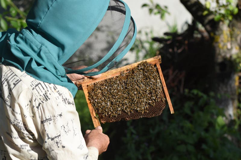 A Beekeeper Examines a Frame with Bees Stock Image - Image of animal ...