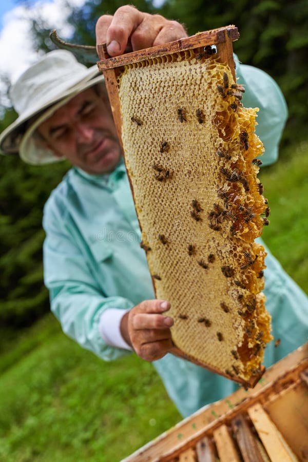 Beekeeper Extracting the Honey Stock Image - Image of food, alone ...