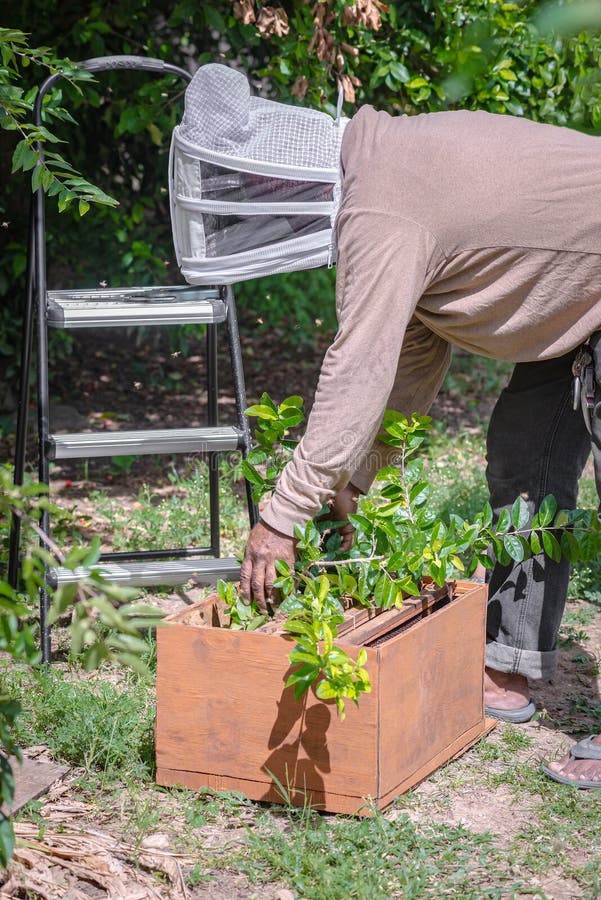 Beekeeper Extracting Transferring Wild Honey Bees from a Tree Branch ...