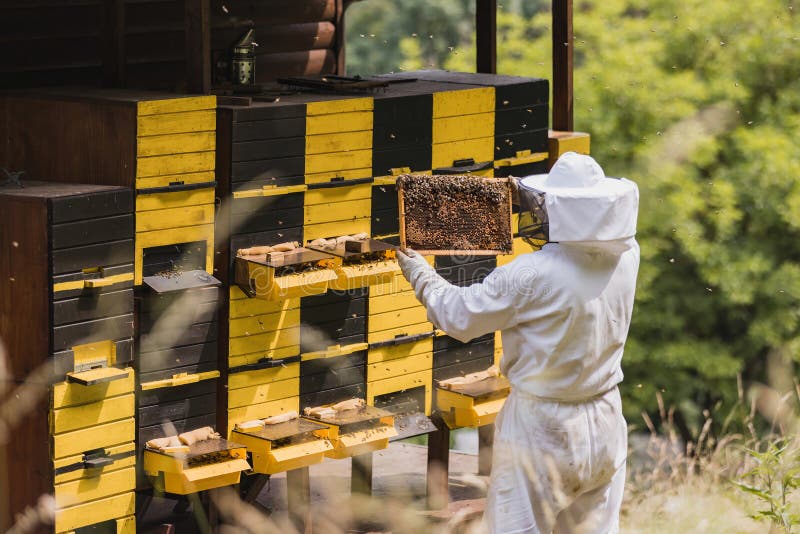 Beekeeper in Front of Beehive Boxes, Holding a Frame with Comb and Bees ...