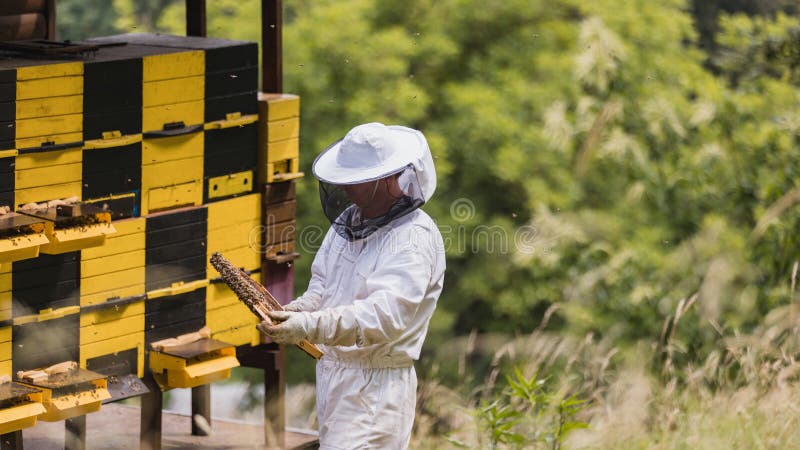 Beekeeper in Front of Beehive Boxes, Holding a Frame with Comb and Bees ...