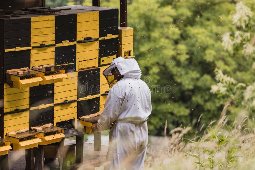 Beekeeper in Front of Beehive Boxes, Holding a Frame with Comb and Bees ...