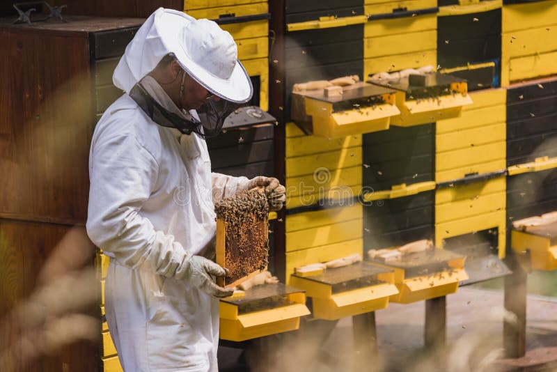 Beekeeper in Front of Beehive Boxes, Holding a Frame with Comb and Bees ...