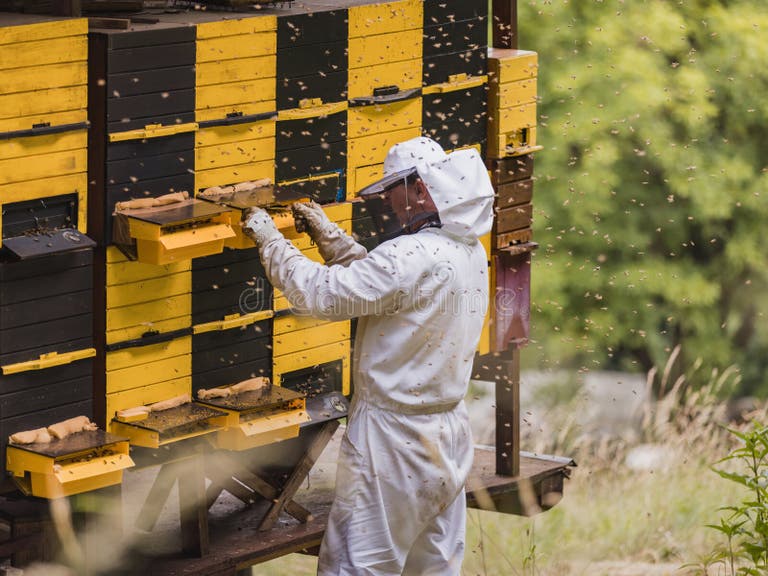 Beekeeper in Front of Beehive Boxes, Holding a Frame with Comb and Bees ...