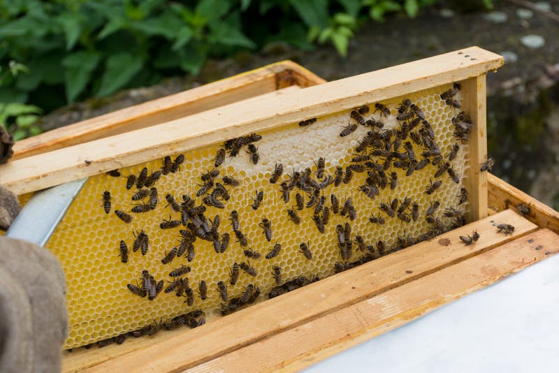 237 World Beekeeper Stock Photos - Free & Royalty-Free Stock Photos ...