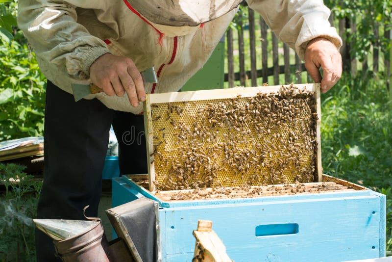 Beekeeper harvesting honey stock image. Image of harvesting - 258055497