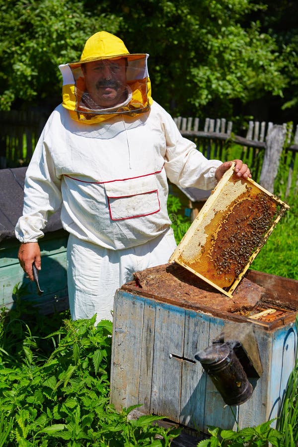 Beekeeper stock photo. Image of apiary, beekeeping, apis - 28862872