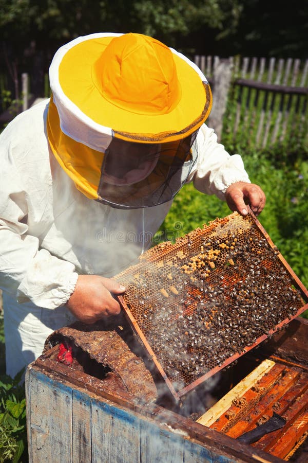 Beekeeper stock photo. Image of apiary, beekeeping, apis - 28862872