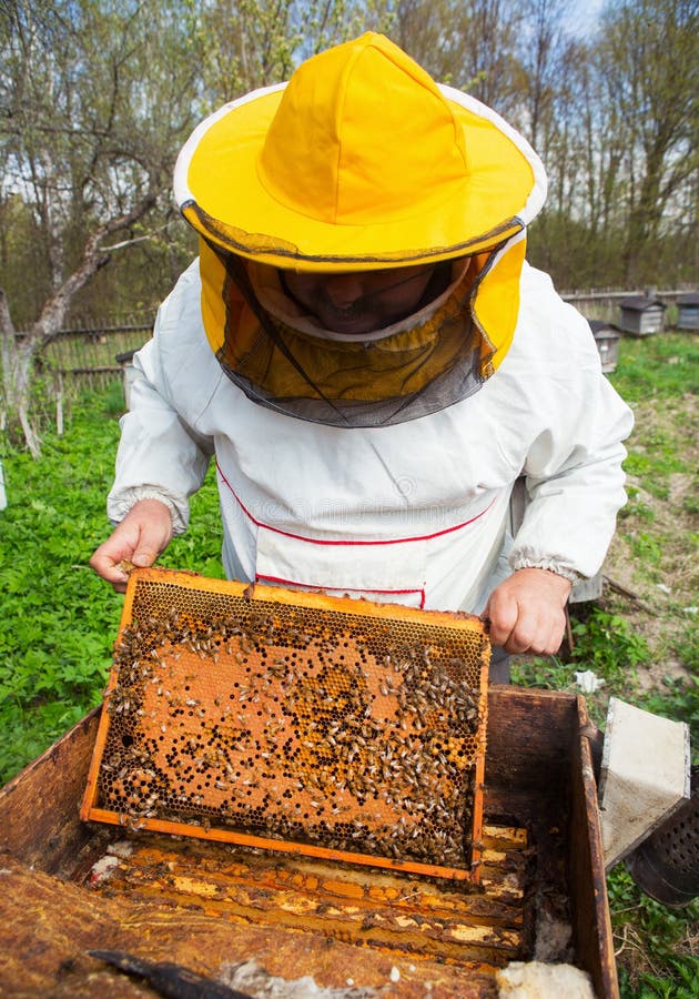 Beekeeper stock photo. Image of apiary, beekeeping, apis - 28862872