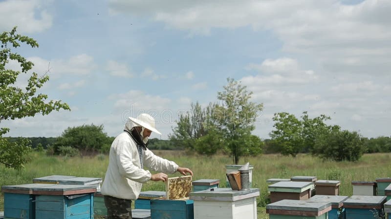 Beekeeper Working in His Apiary Stock Video - Video of work, beeswax ...