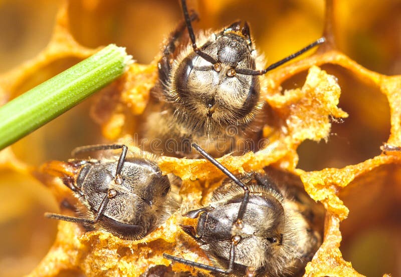 Beekeeper Helps a Weakened Bee when Leaving a Cocoon Stock Image ...