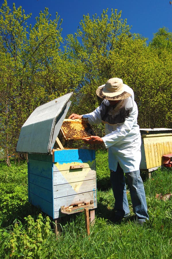 Beekeeper in his apiary stock image. Image of beeper - 19420379