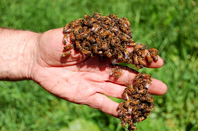 House for apitherapy stock photo. Image of beemaster - 33012132