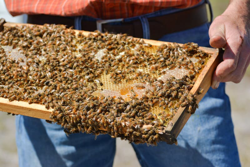 Beekeeper is Holding Bees` Honeycomb with Bees in His Hand. Stock Photo ...