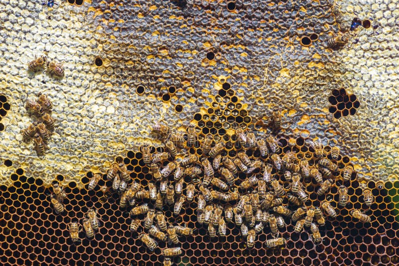 Beekeeper Holding Frame Background Texture Pattern Section Wax Bees ...