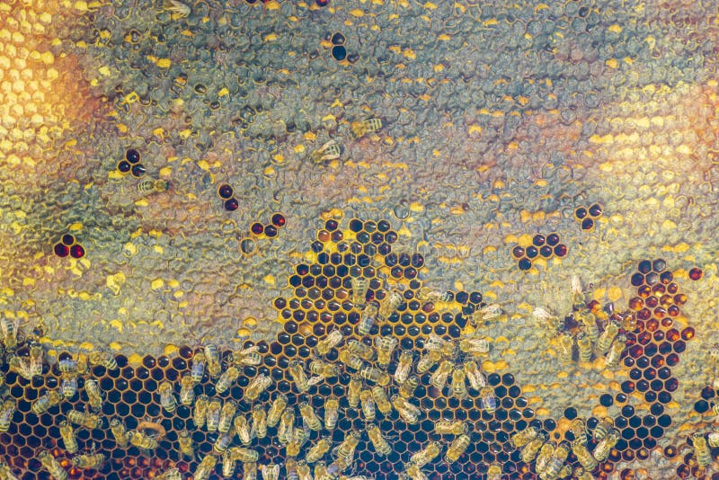 Beekeeper Holding Frame Background Texture Pattern Section Wax Bees ...