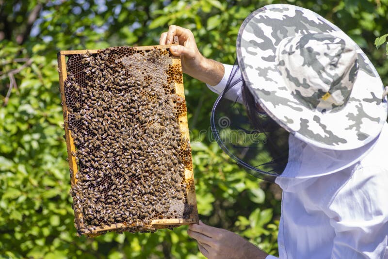 Beekeeper Holding Frame Background Texture Pattern Section Wax Bees Work Honeycomb from Bee Hive ...