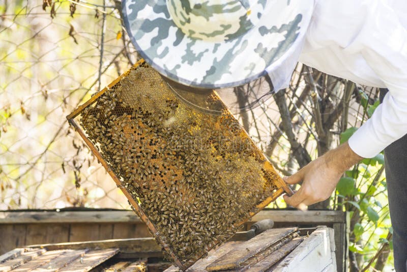 Beekeeper Holding Frame Background Texture Pattern Section Wax Bees ...