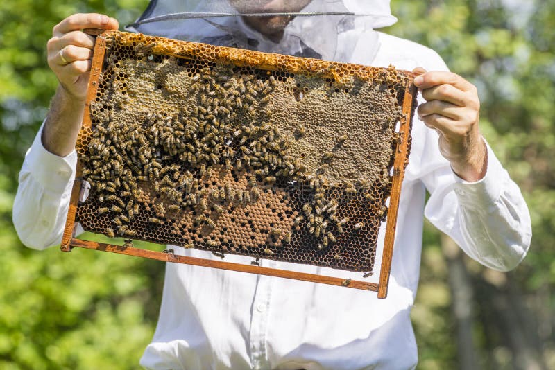 Beekeeper Holding Frame Background Texture Pattern Section Wax Bees ...