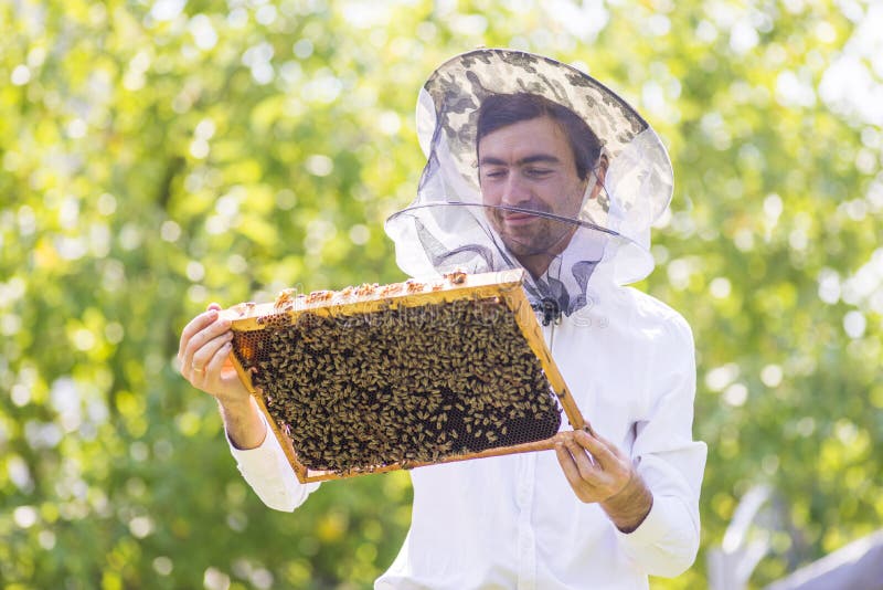 Beekeeper Holding Frame Background Texture Pattern Section Wax Bees ...