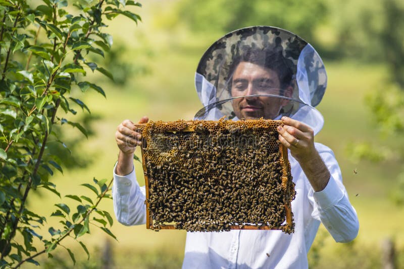 Beekeeper Holding Frame Background Texture Pattern Section Wax Bees ...