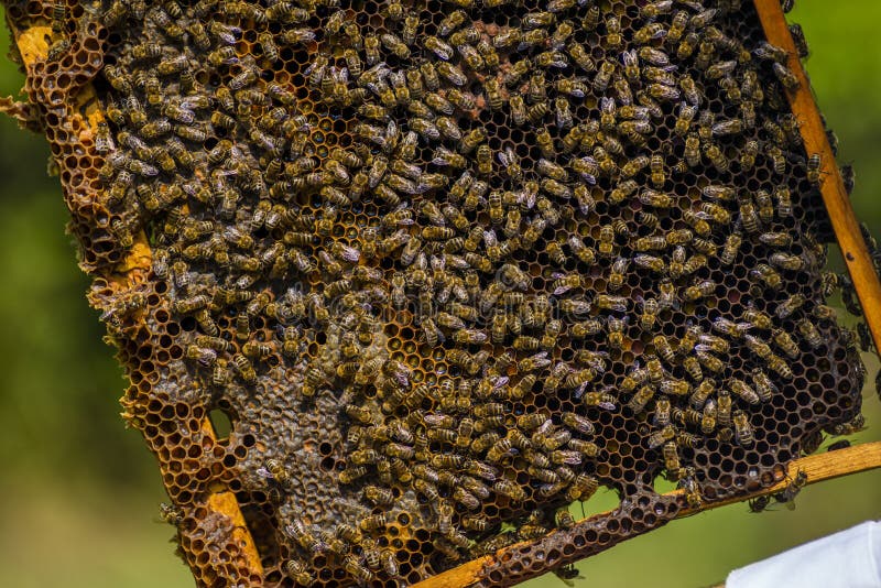 Beekeeper Holding Frame Background Texture Pattern Section Wax Bees ...