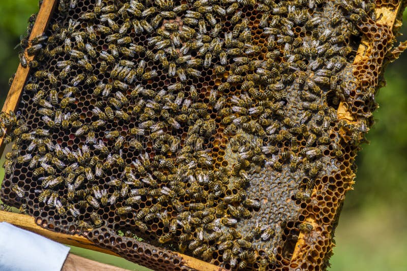 Beekeeper Holding Frame Background Texture Pattern Section Wax Bees ...