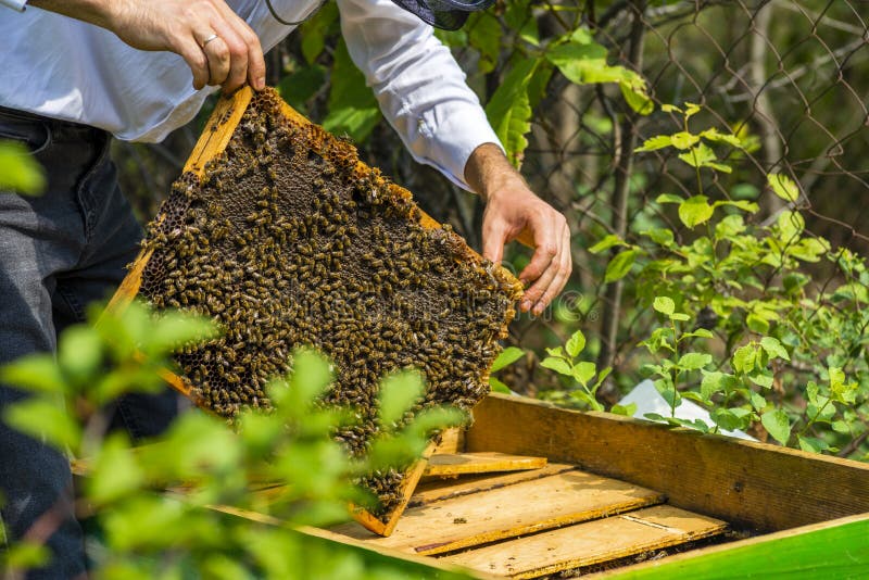 Beekeeper Holding Frame Background Texture Pattern Section Wax Bees ...