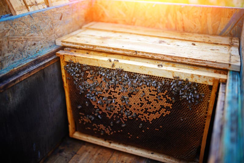 Beekeeper Holding Frame of Honeycomb with Bees Stock Image - Image of ...