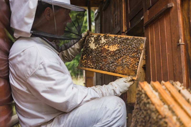 Beekeeper Holding a Hive Frame with Bees Stock Image - Image of wooden ... Beekeeper Holding a Hive Frame with Bees Stock Image - Image of wooden ...