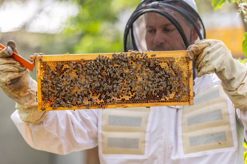 Beekeeper Holding Honeycomb Frame Covered with Bees in Apiary Stock ...