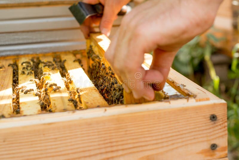 Beekeeper Holding a Honeycomb Full of Bees Stock Photo - Image of ...