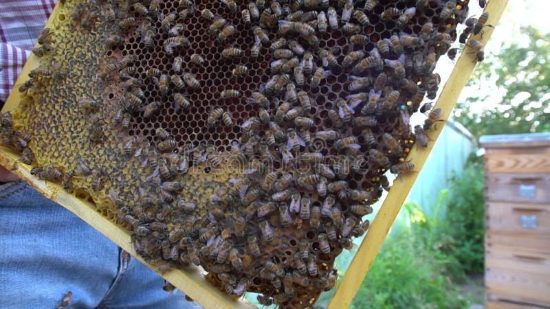 Beekeeper Holding a Honeycomb Full of Bees Closeup Stock Footage ...