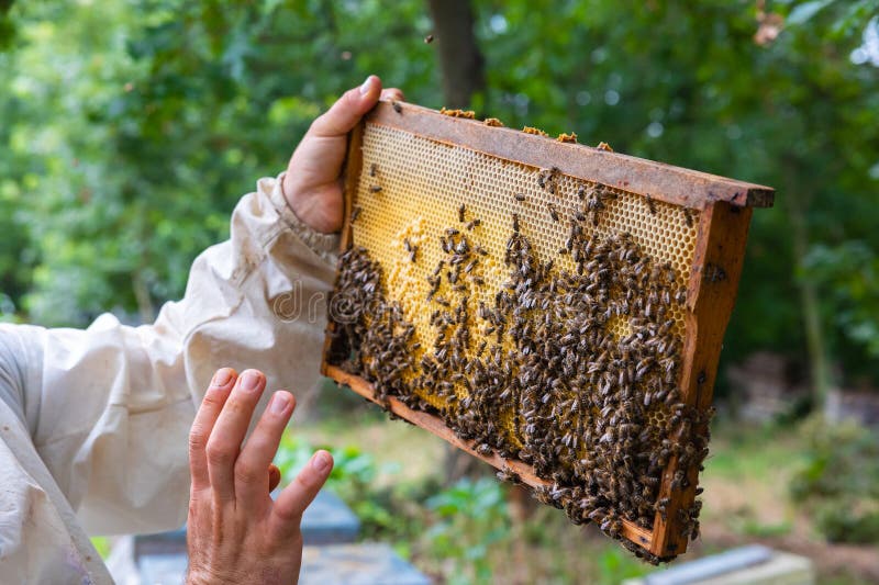Beekeeper Holds a Honeycomb Frame Full with Bees in an Apiary in the ...