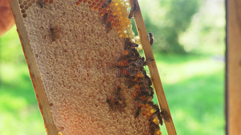 The Beekeeper Holds a Nesting Frame with Honey and Bees in His Hands ...