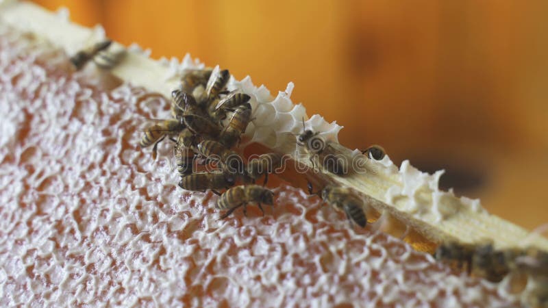 The Beekeeper Holds a Nesting Frame with Honey and Bees in His Hands ...