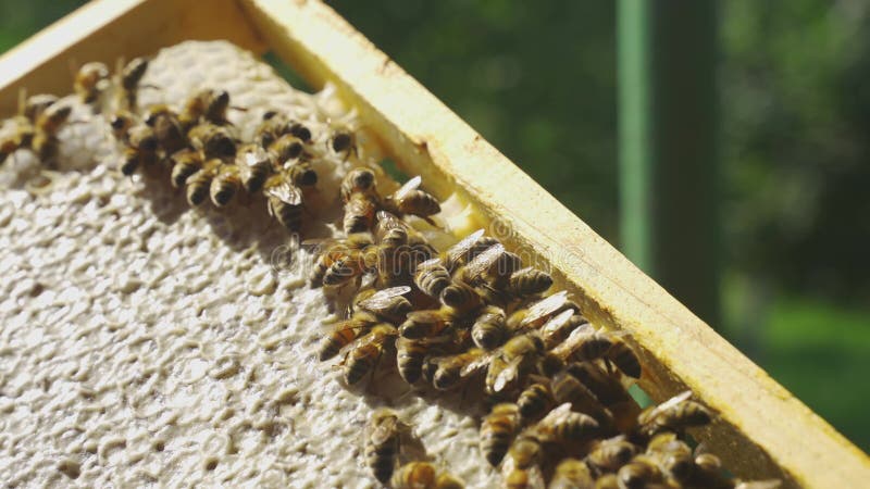 The Beekeeper Holds a Nesting Frame with Honey and Bees in His Hands ...