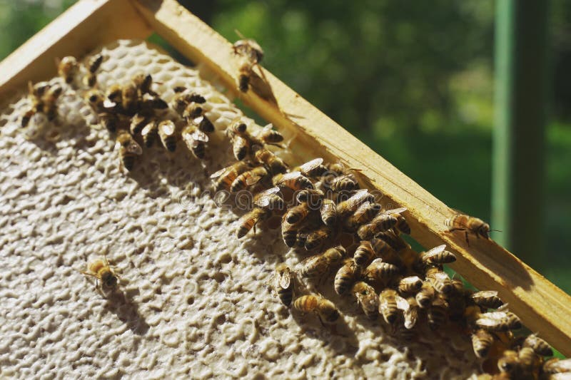 The Beekeeper Holds a Nesting Frame with Honey and Bees in His Hands ...