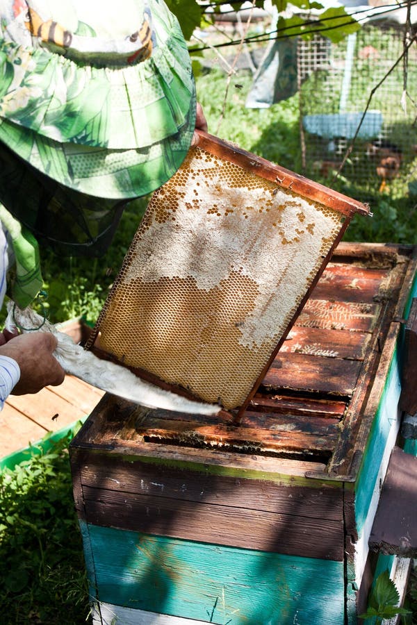 Beekeeper at work stock photo. Image of cell, beekeeping - 23153026