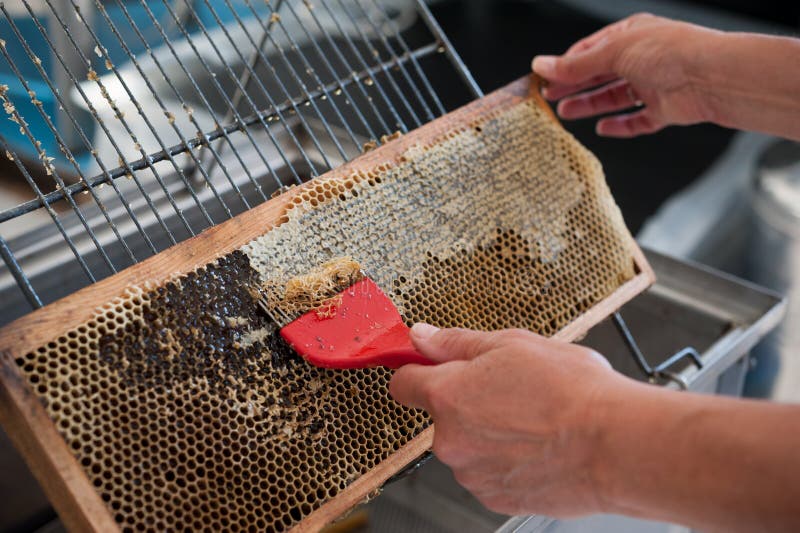 The Beekeeper during Honey Extraction from the Honeycomb Stock Photo ...